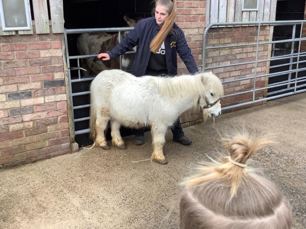 Big Sheep, Little Cow Farm Trip | Goldsborough CE Primary School